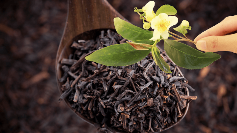 Assam Tea: A Quick Guide to This Delightful Black Tea – Tea Backyard