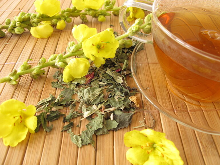 Mullein Tea: Benefits And Brewing Tips – Tea Backyard