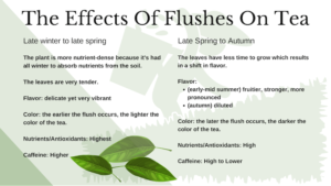 Orange Pekoe Tea: Taste, Benefits, and Drinking Tips – Tea Backyard