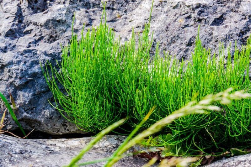 Mormon Tea: What Is It And How Does It Taste? – Tea Backyard