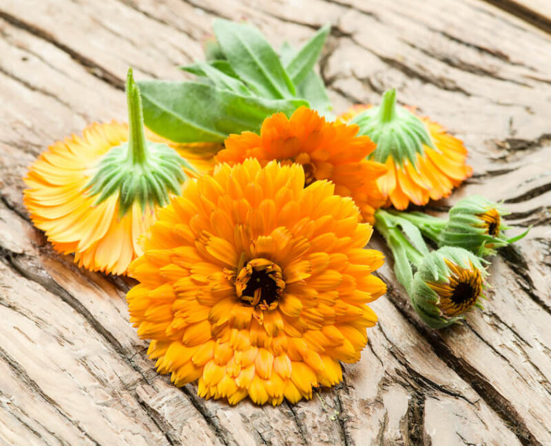 What Is Calendula Tea and How To Make It – Tea Backyard